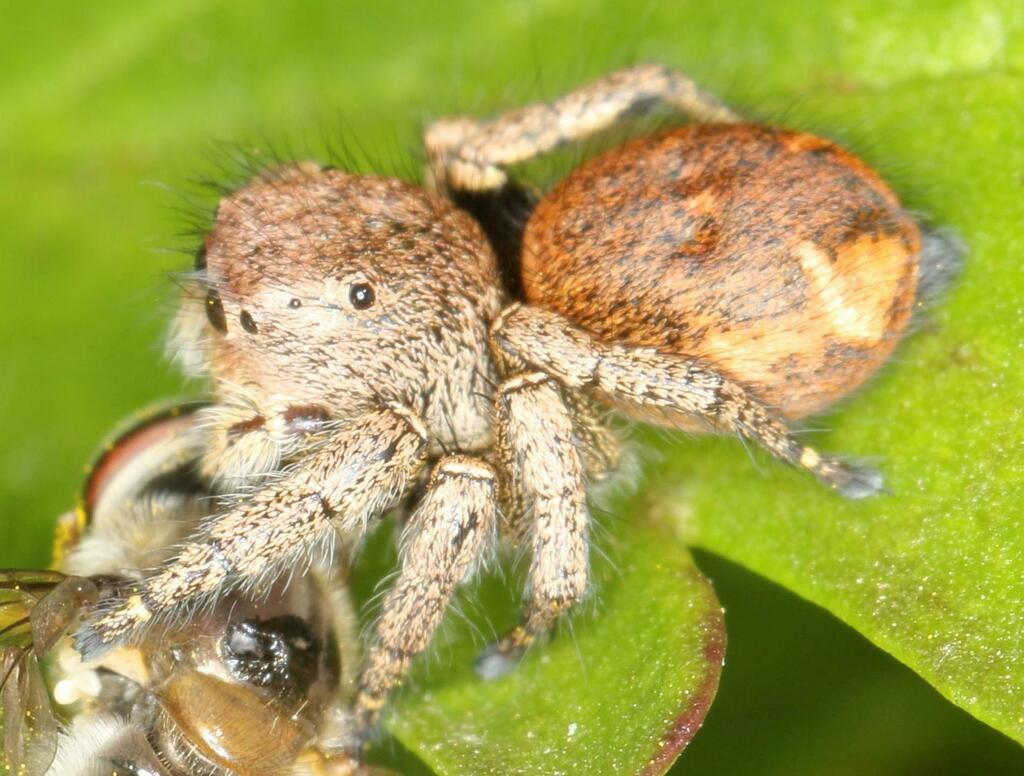 Baryphas Jumping Spider from Fenton Place, Chase Valley Heights ...