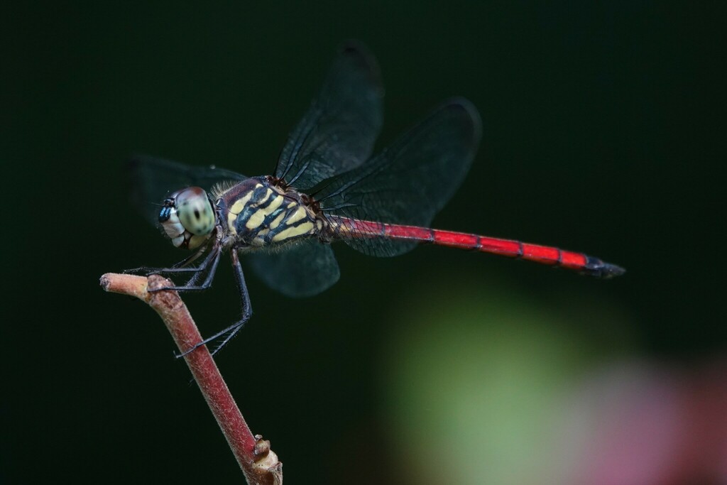 Asian Blood Tail from Pasir Ris, Singapore on July 09, 2022 at 04:12 PM ...
