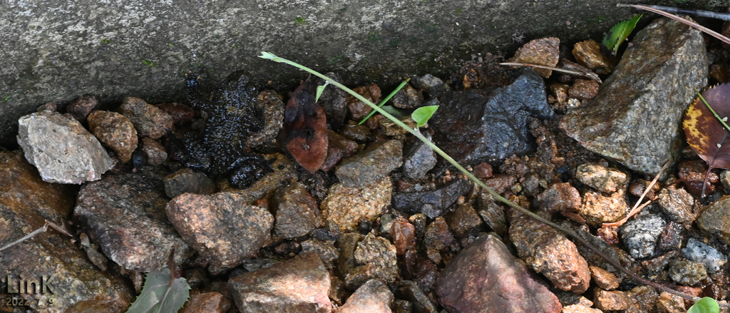 Oriental Fire-bellied Toad from Seosan, Chungcheongnam-do, South Korea ...