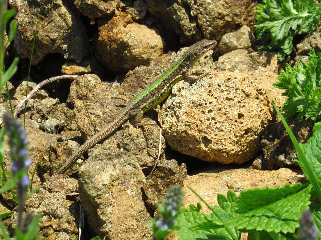 Alpine Rock Lizard in June 2022 by Сергей Грабчак · iNaturalist United ...