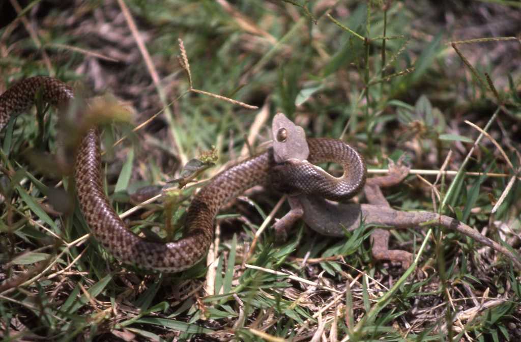 Eastern Rufous Beaked Snake from Nkhudzi Bay, Malawi on January 6, 1984 ...