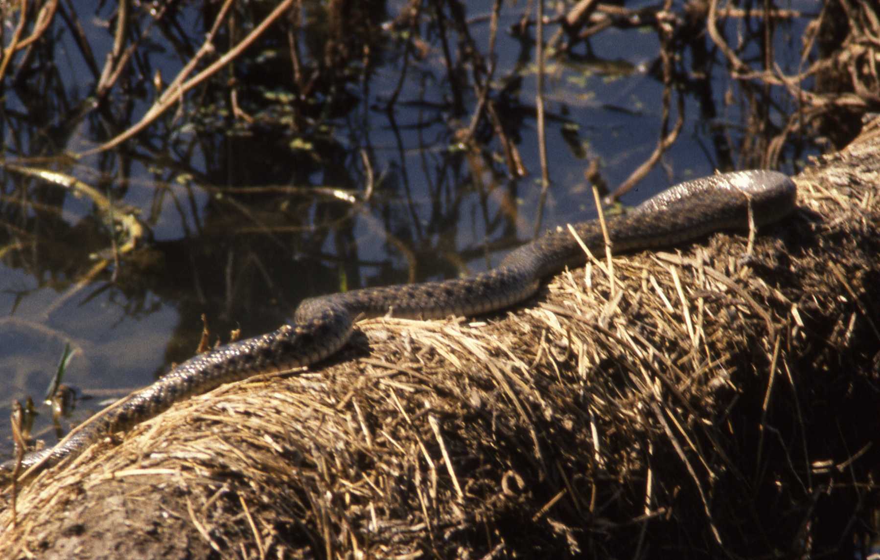 10 Facts About The Checkered Keelback (India) – Snake Radar
