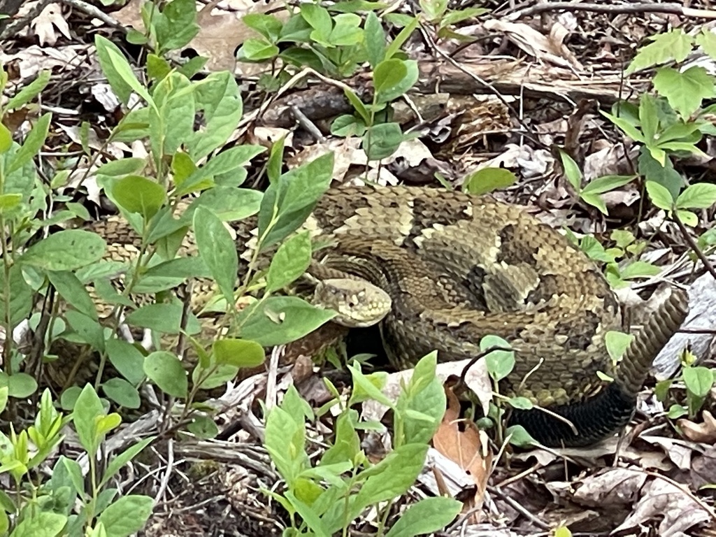 Timber Rattlesnake in July 2022 by Maksim Outdoors · iNaturalist