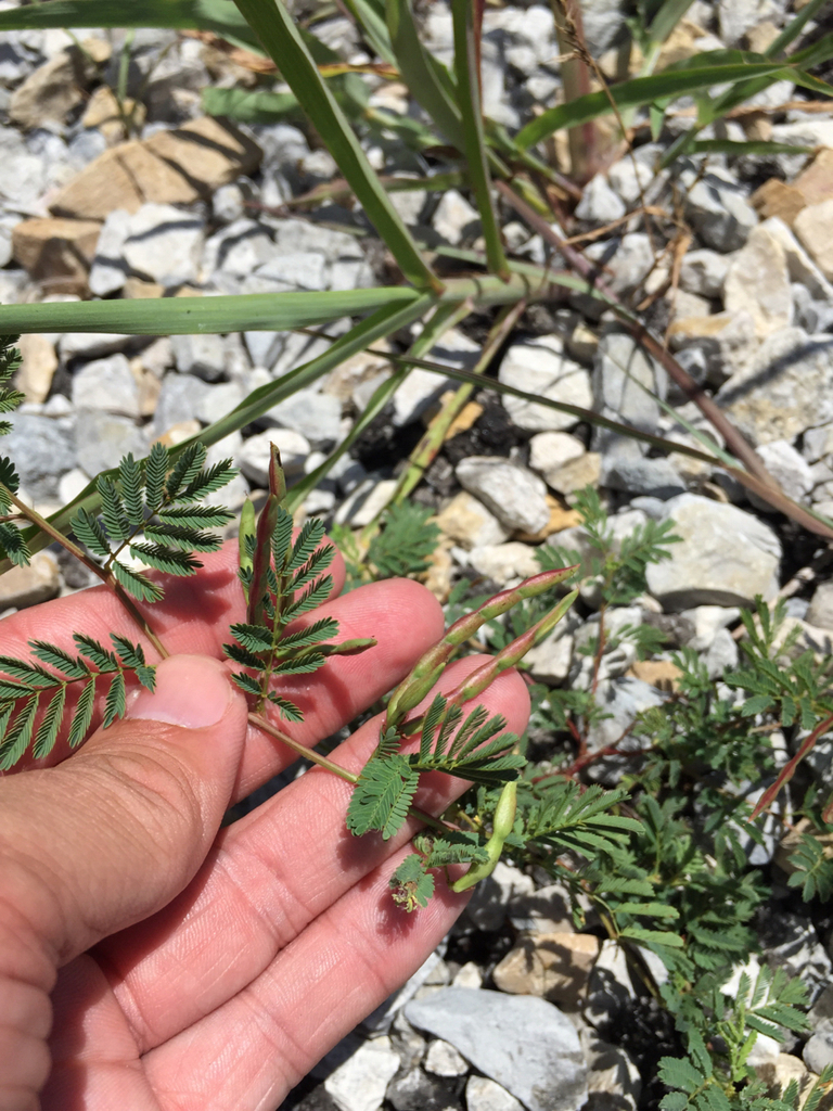 Prairie Bundleflower (Plants of Dallas/Fort Worth) · iNaturalist