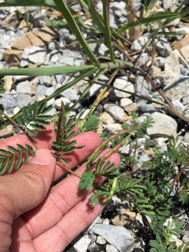 Prairie Bundleflower (Plants of Dallas/Fort Worth) · iNaturalist