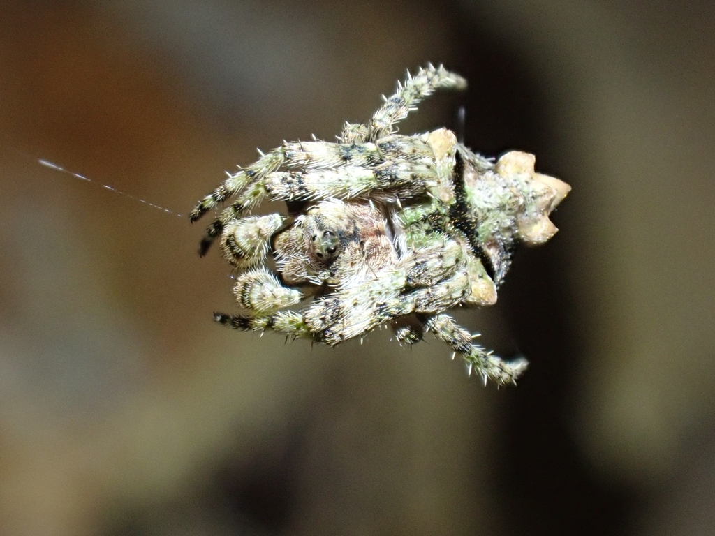 Acroaspis in July 2022 by Michelle Colpus. Approx 10mm. Web on a ...