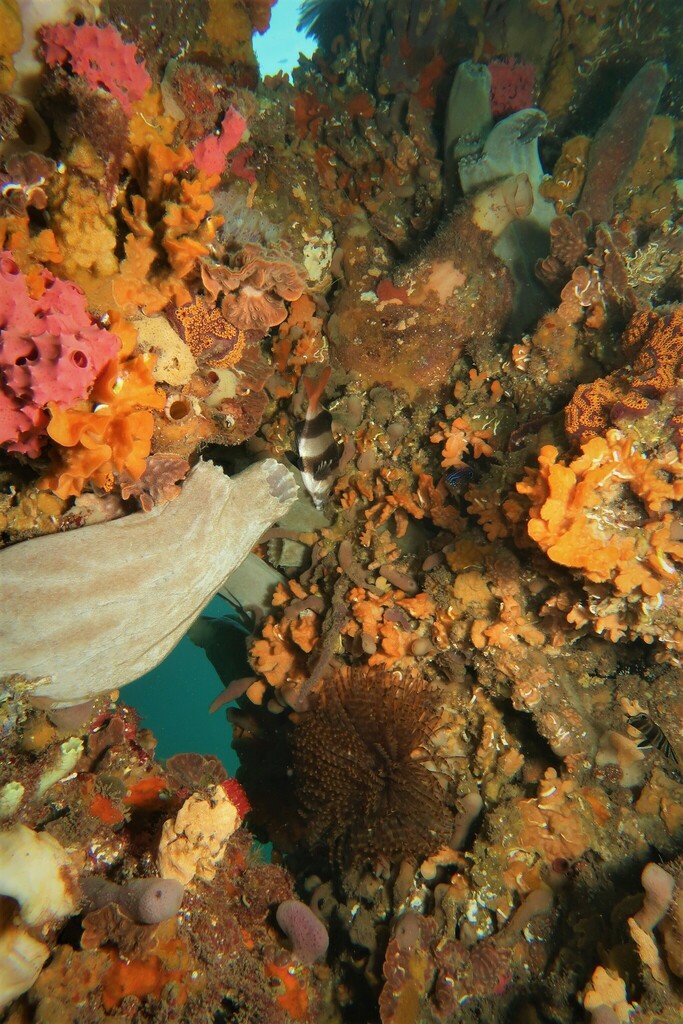 Magpie Perch from 5-7 Edith St, Edithburgh SA 5583, Australia on July ...