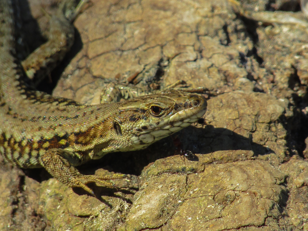 Common Wall Lizard from 34800 Liausson, France on July 09, 2022 at 09: ...