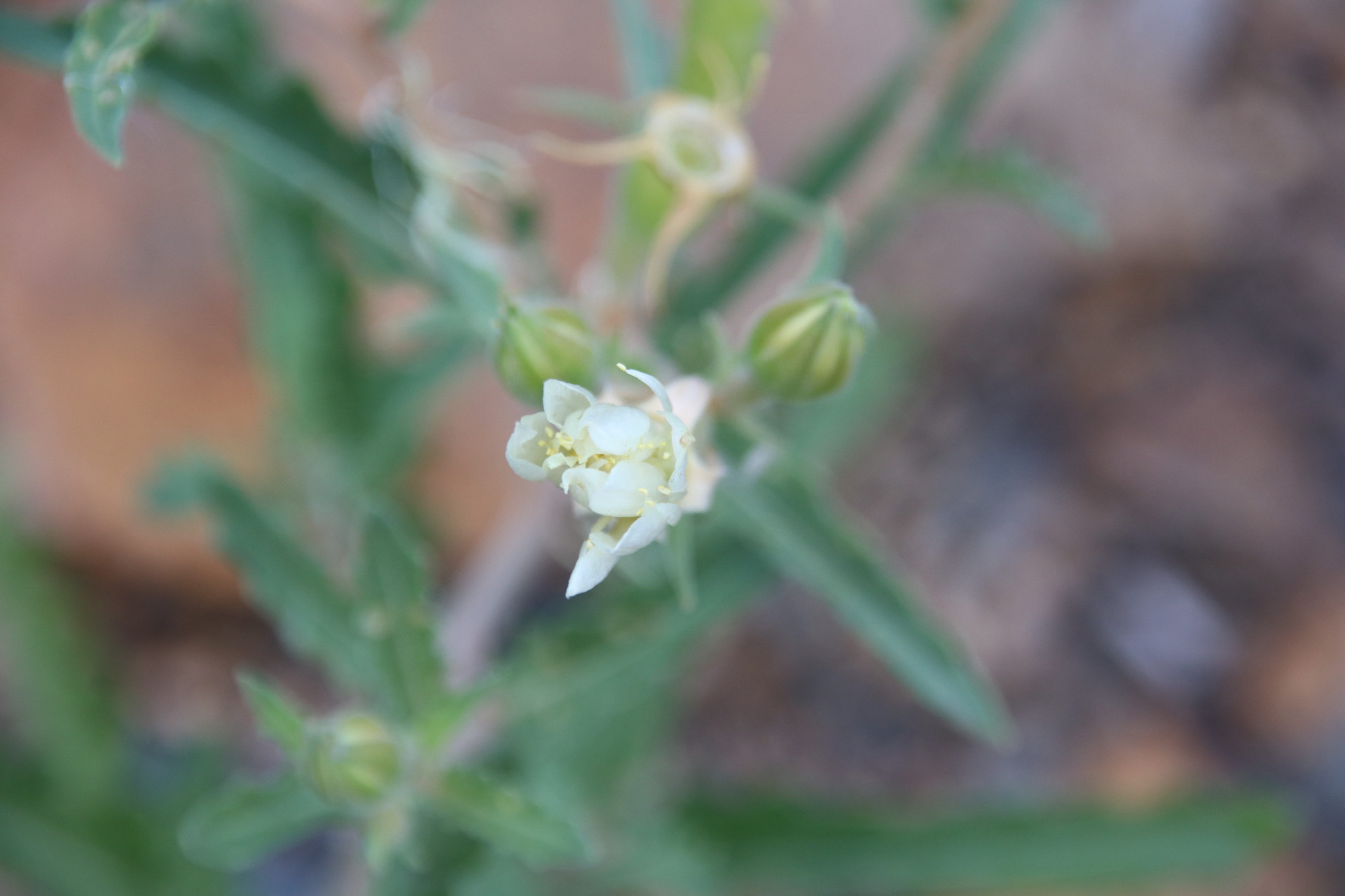 Mentzelia multiflora (Nutt.) Gray