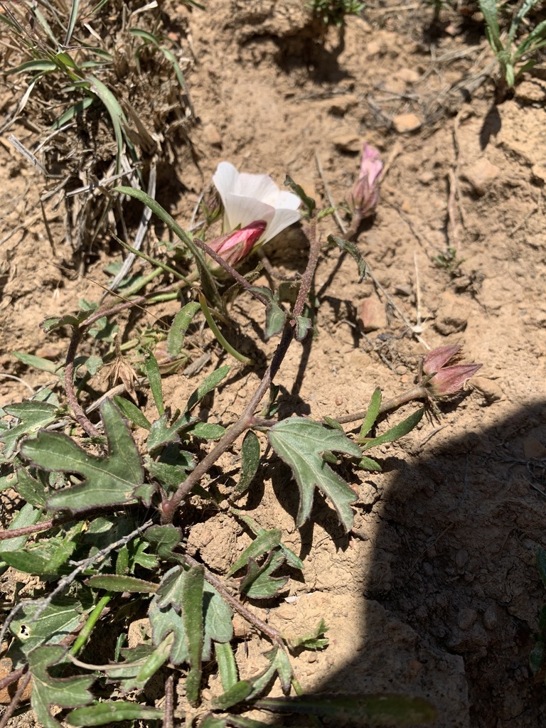 Bladderweed from WC, ZA on November 03, 2021 at 12:27 PM by vesper ...