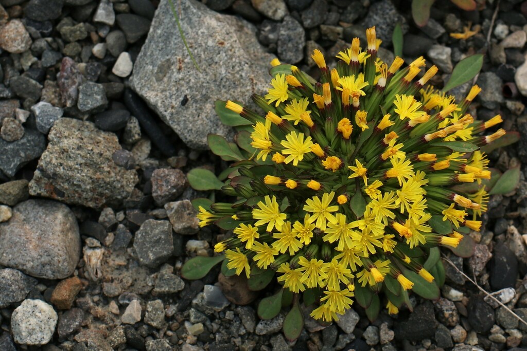 Dwarf Alpine Hawk's-beard from North Slope, AK, USA on July 1, 2022 at ...