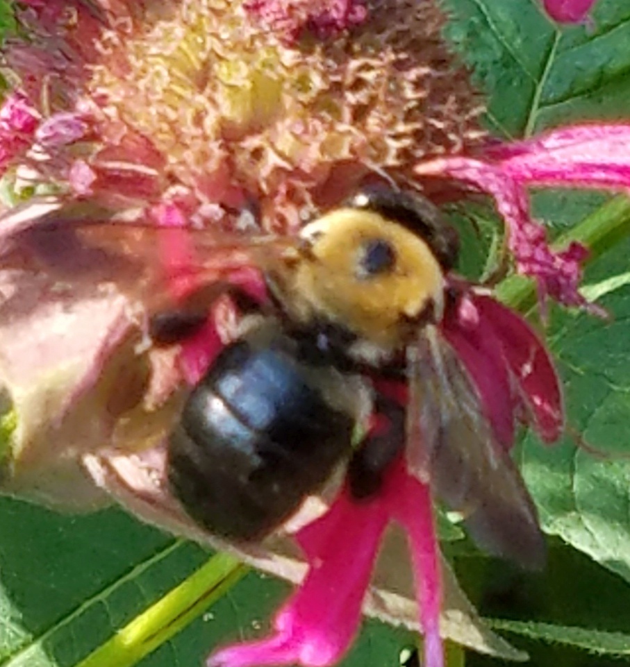 Eastern Carpenter Bee from 600 Light St, Baltimore, MD 21230, USA on ...