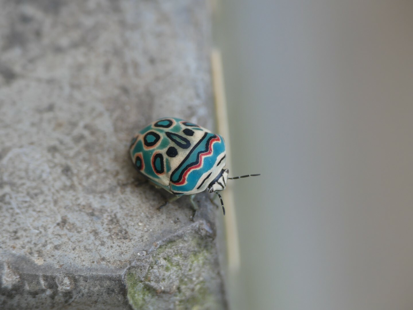 Sphaerocoris annulus