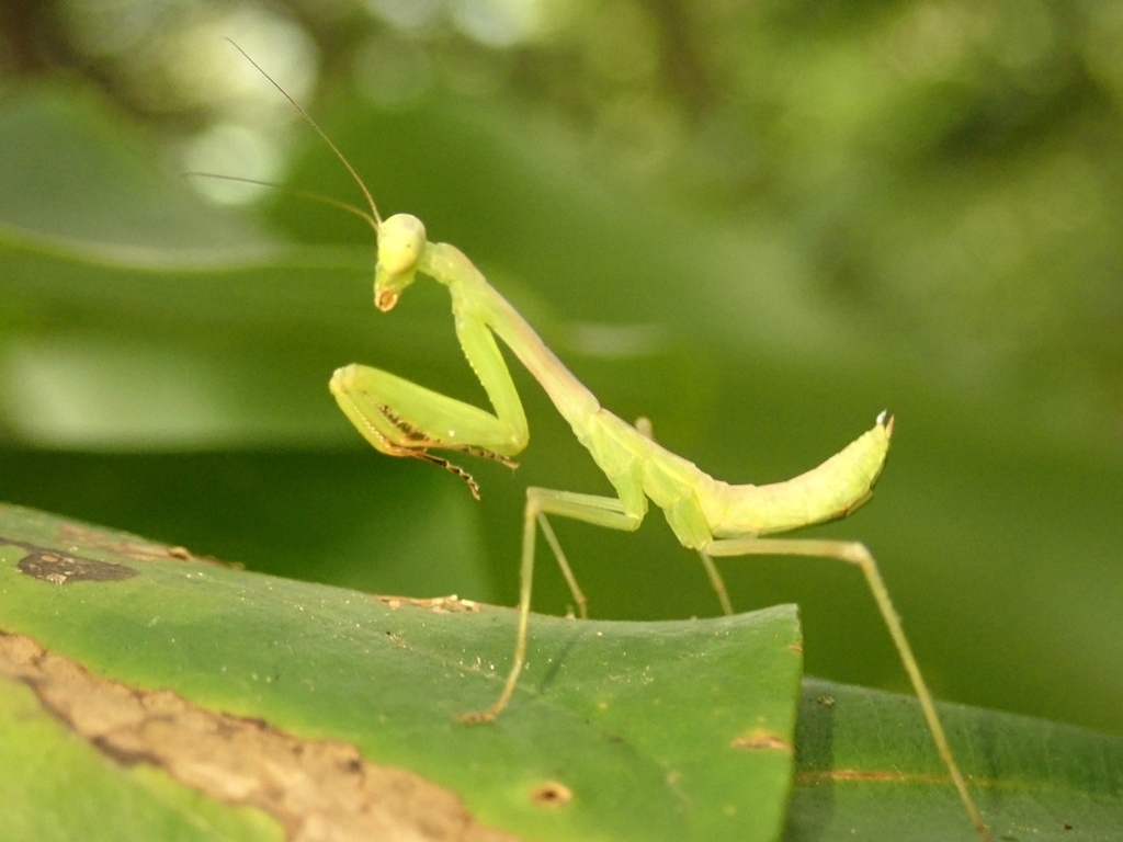 Hierodula chinensis from 日本、〒250-0031 神奈川県小田原市入生田 on July 09, 2022 at ...