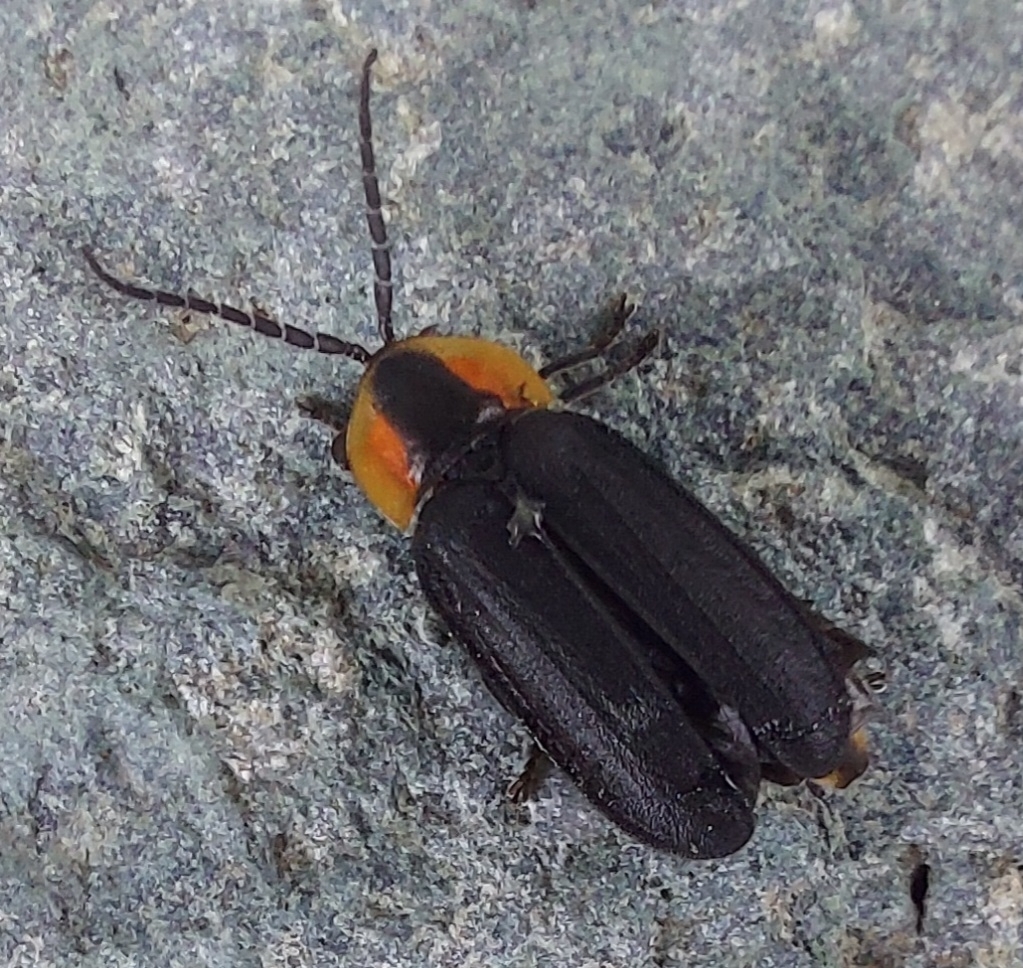 Black Firefly from Algoma, Unorganized, North Part, ON, Canada on July ...