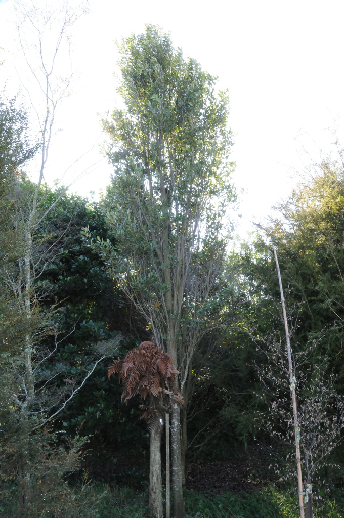 Hinau from Edgecumbe, New Zealand on June 21, 2022 at 10:01 AM by ...