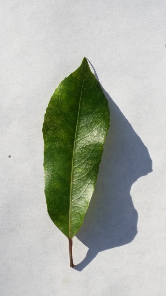 Hinau from Edgecumbe, New Zealand on June 21, 2022 at 09:58 AM by ...