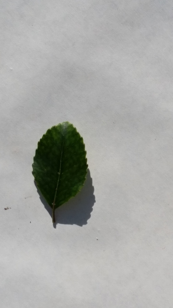 Something from Edgecumbe, New Zealand on June 21, 2022 at 10:33 AM by ...