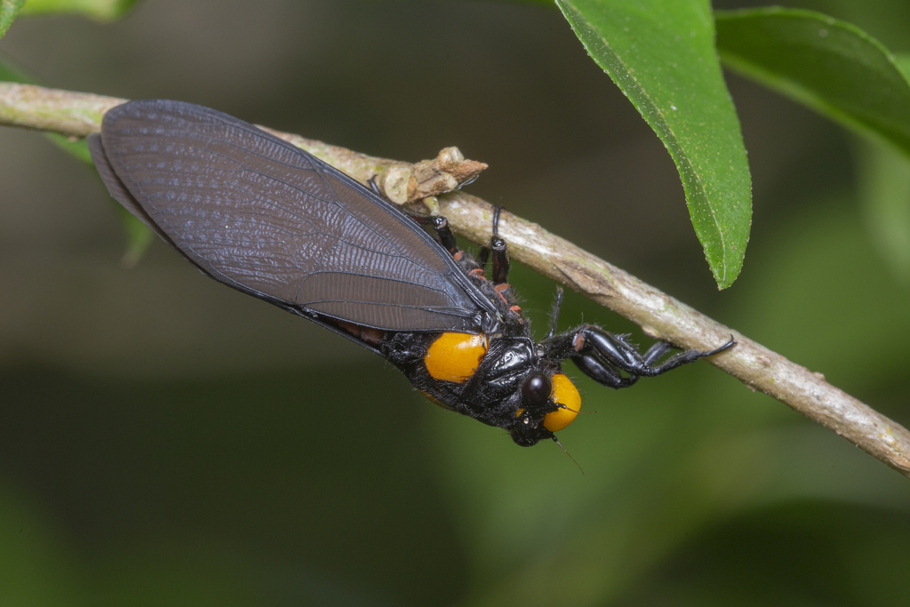 Black and Golden Cicada from Central Water Catchment, Singapore on July ...