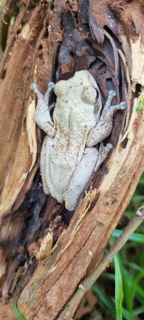 Grey Foam-nest Tree Frog from Ndumo Game Reserve on May 31, 2022 at 02:23 PM by Stephan and ...