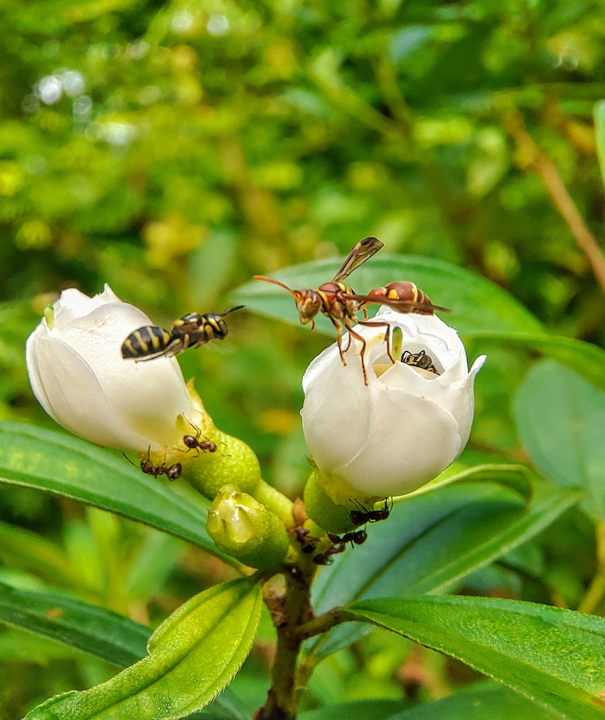 Ropalidia stigma from Aft, Tagore Dr, Thomson Nature Park, Singapore on ...