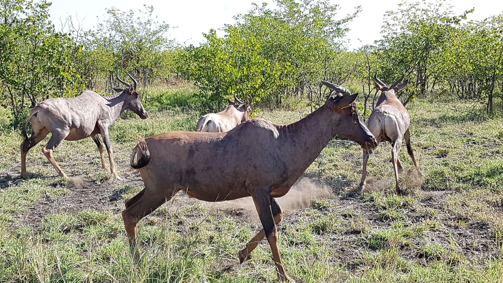 Common Tsessebe in July 2022 by alizadv · iNaturalist