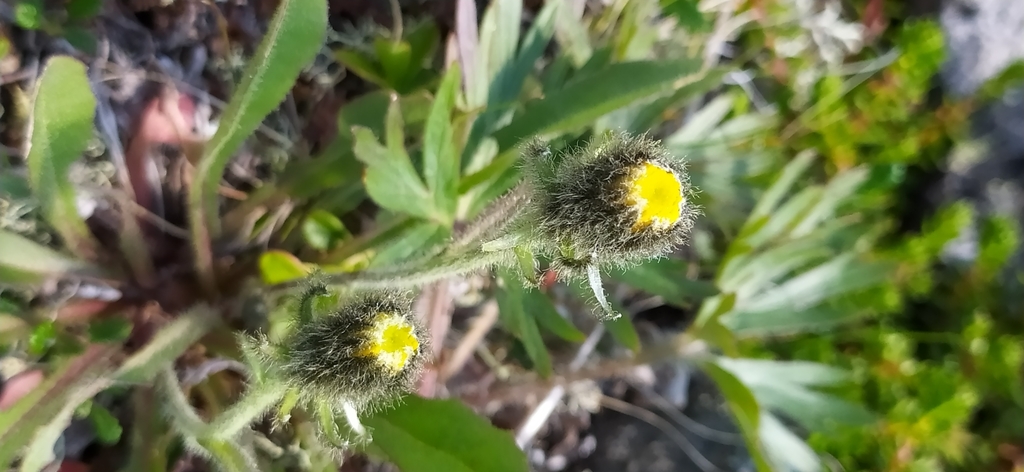 Alpine hawkweed from Свердловская обл., Россия, 624945 on July 9, 2022 ...