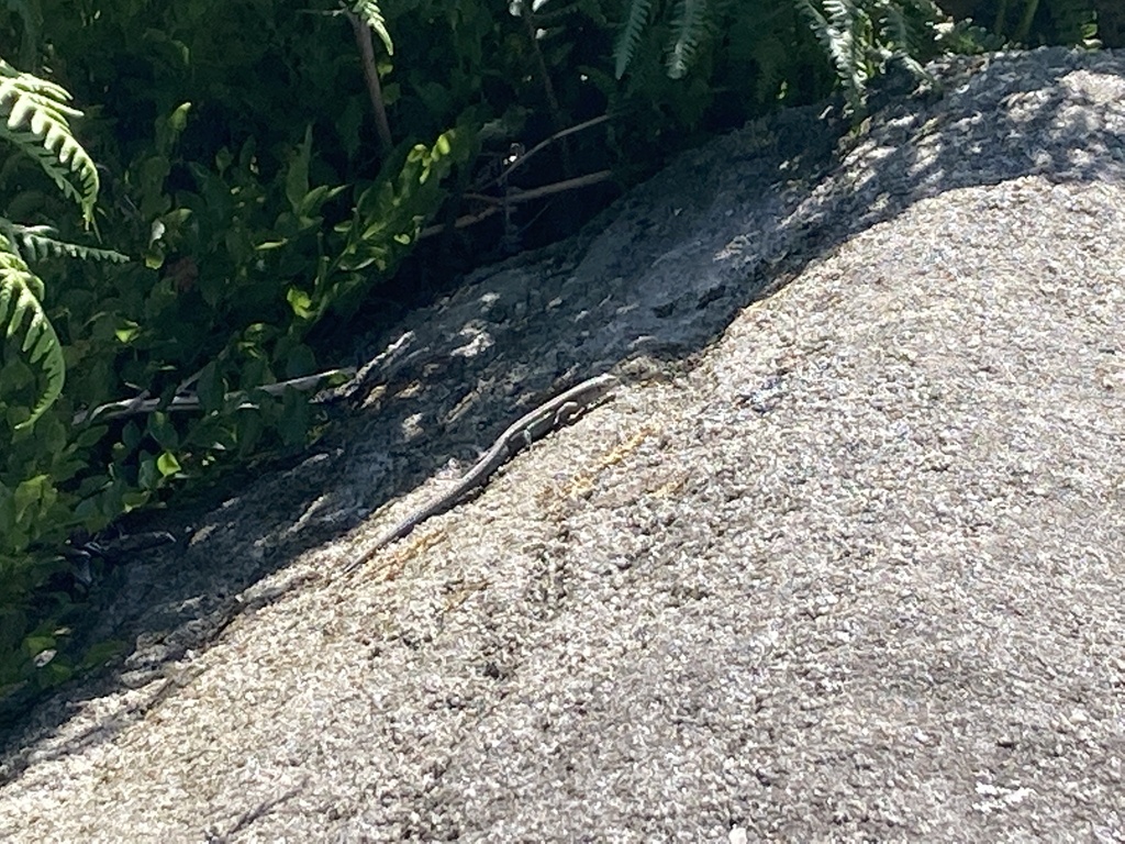 Viviparous Lizard from Peak District National Park, Hope Valley ...