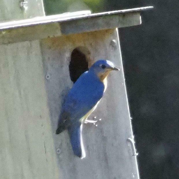 Eastern Bluebird from Edgartown, MA, USA on June 07, 2022 at 08:47 AM ...