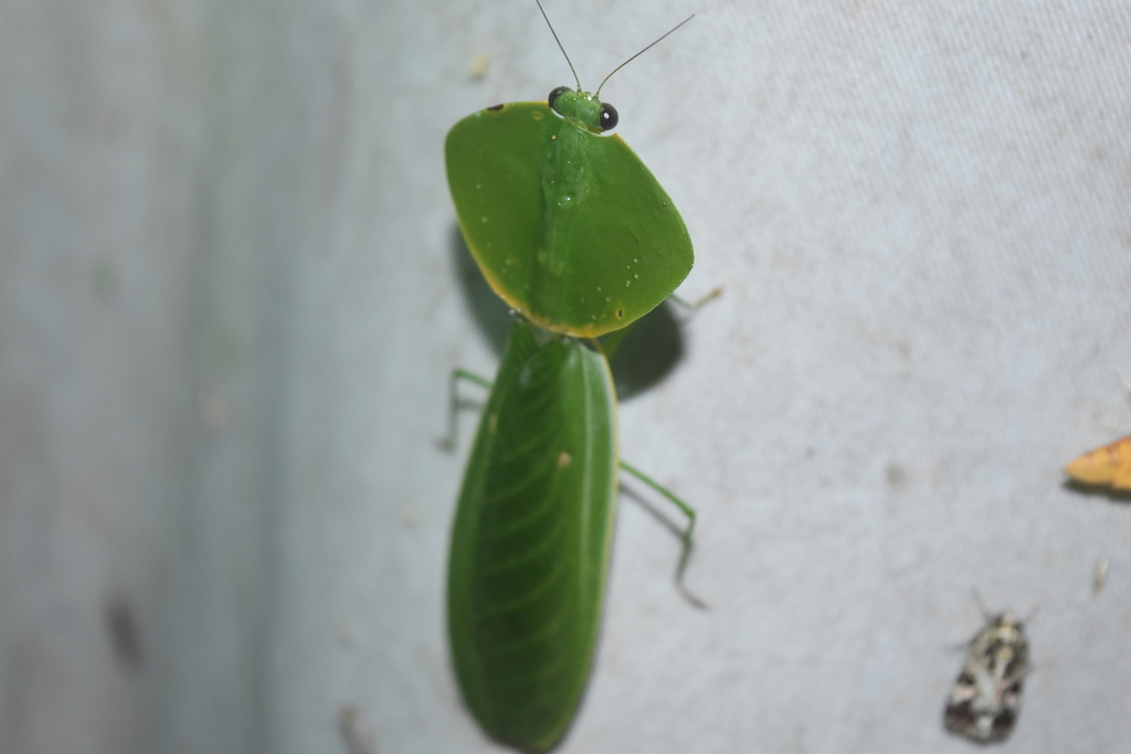 Peruvian Shield Mantis from San Felipe Usila, Oax., México on June 15 ...