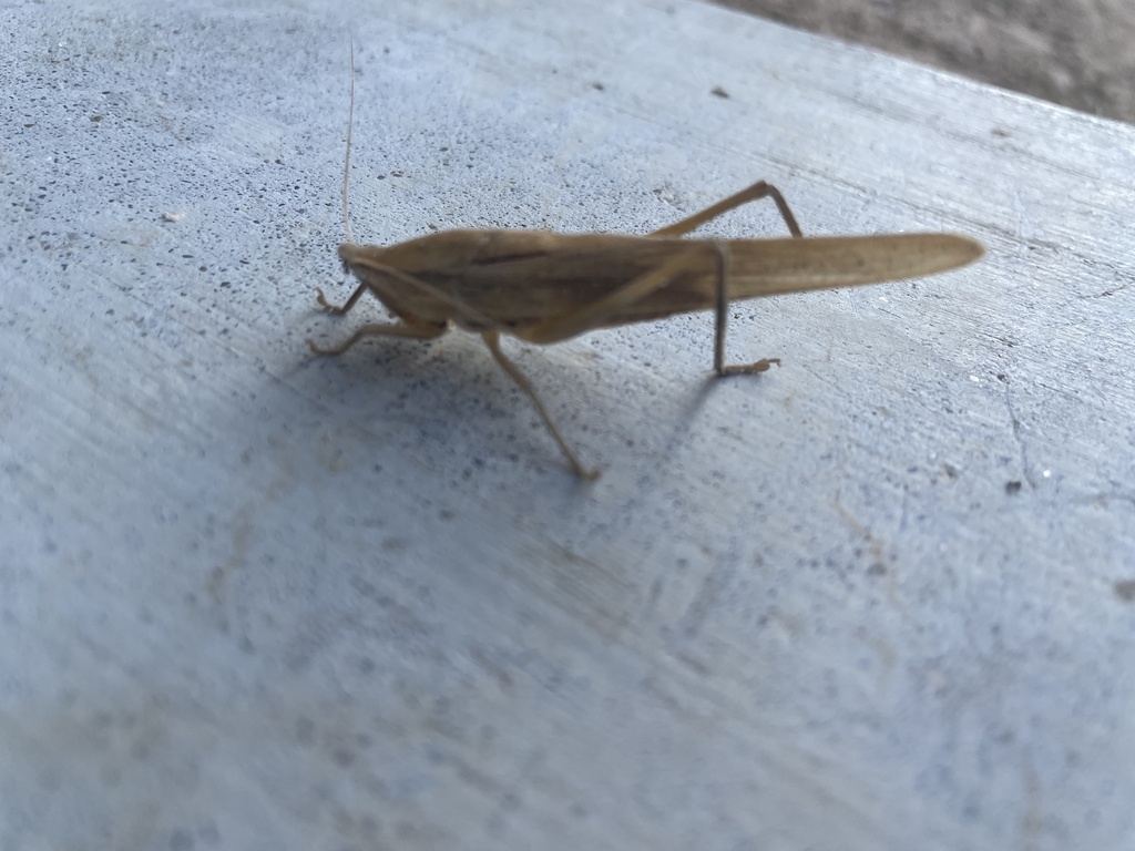 Broad-tipped Conehead from Damon, TX, US on July 09, 2022 at 08:40 AM ...