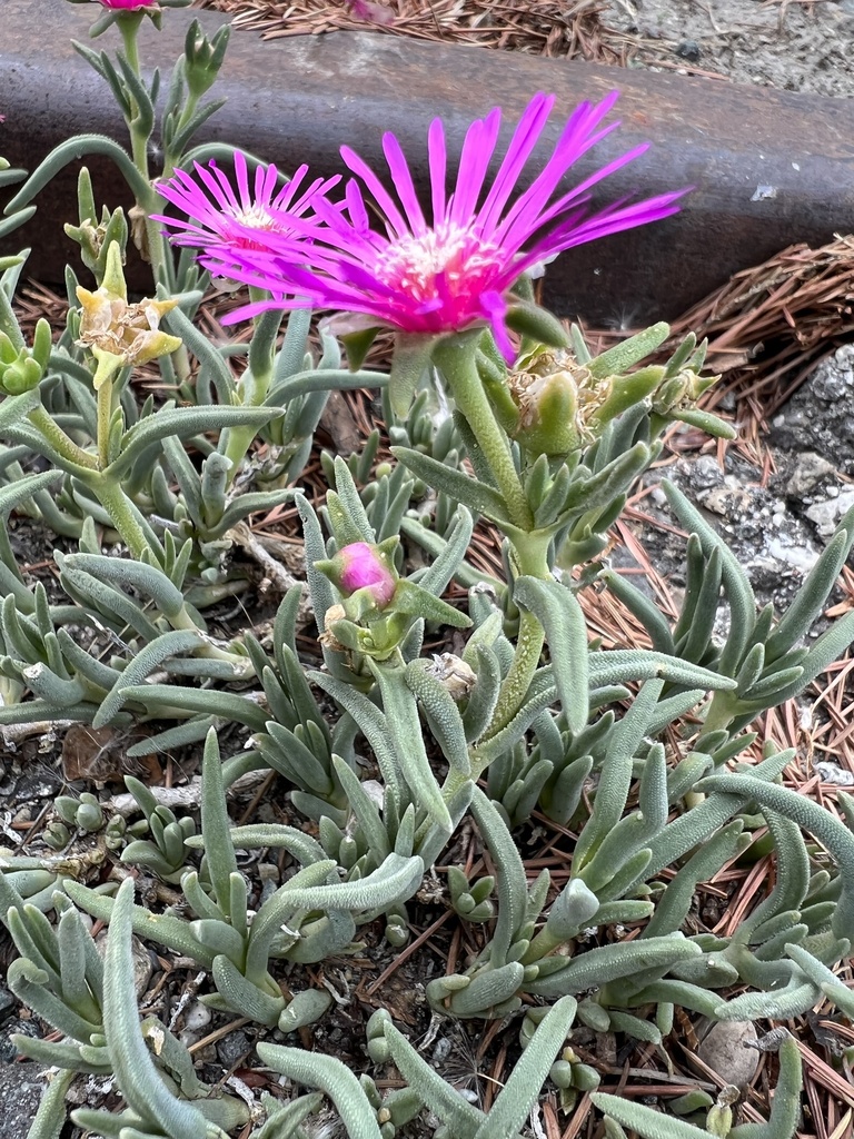 pink trailing iceplant (Plants of Lekwena Wildlife Estate) · iNaturalist