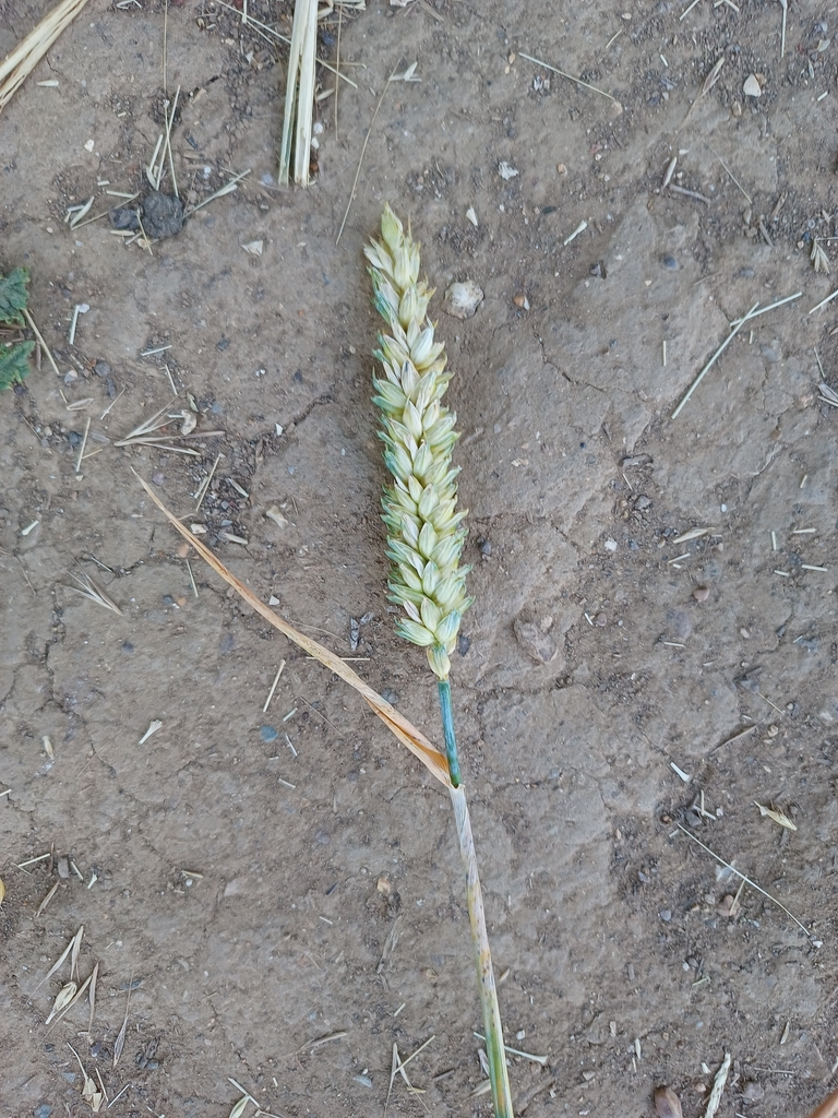 harding grass from Wheathampstead on July 9, 2022 at 02:45 PM by ...