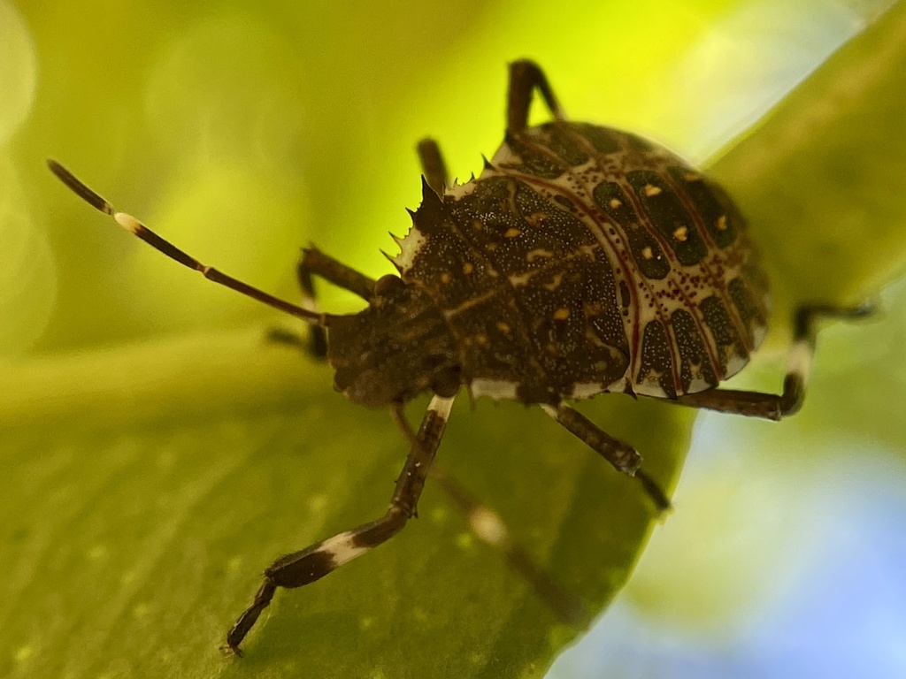 Brown Marmorated Stink Bug in July 2022 by Oriol Sastre · iNaturalist