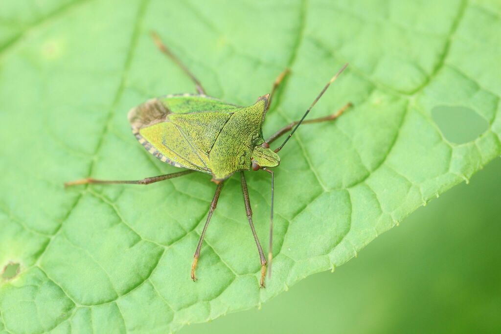 Japanese Stink Bug from 大峠 on July 9, 2022 at 10:35 AM by 登坂久雄 ...