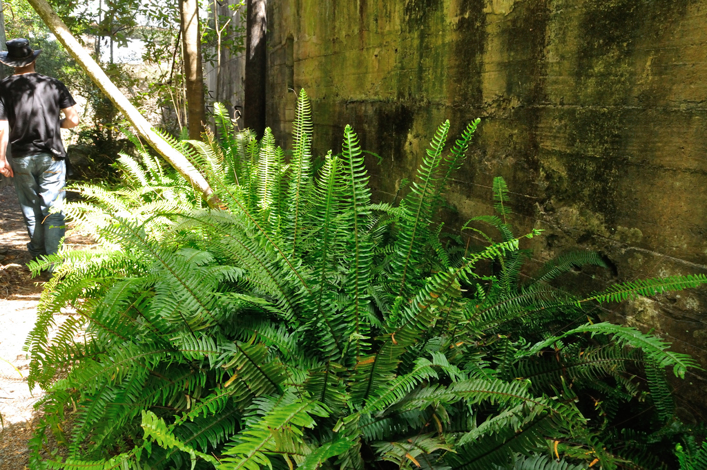 Fishbone water-fern from Beaconsfield TAS 7270, Australia on December 4 ...