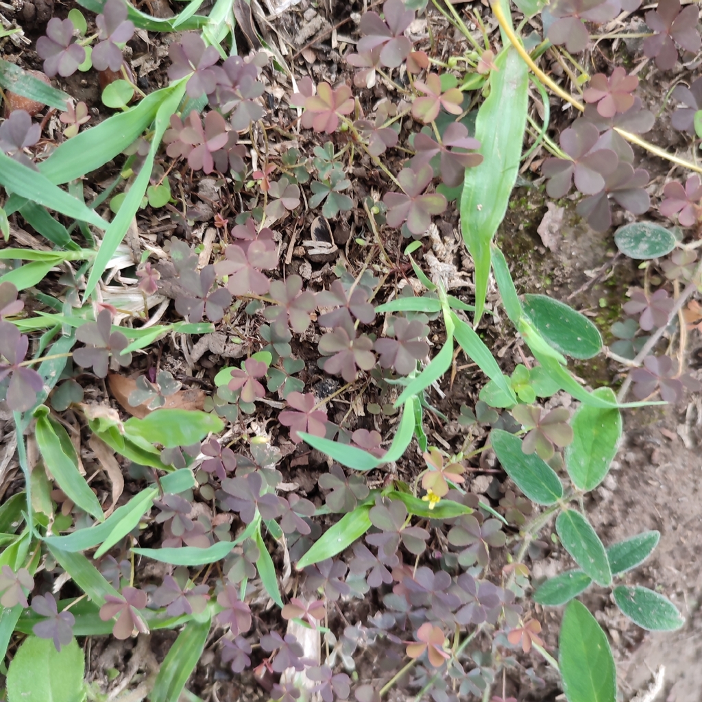 Creeping Woodsorrel from 365 Main Road Brades, Montserrat MSR1110 ...