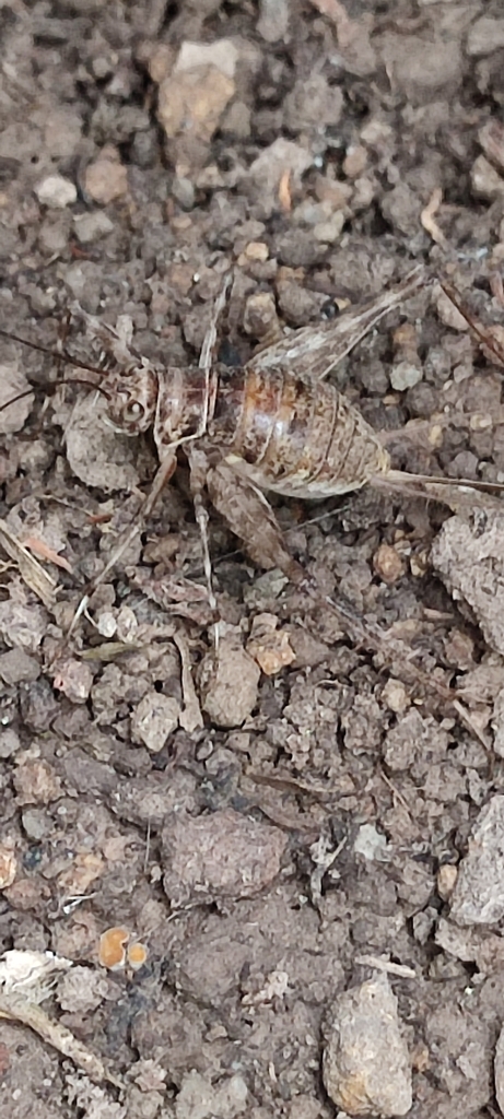 Spider Crickets and Allies from Saint Peter, MS on July 9, 2022 at 09: ...