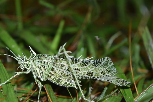 Complex Markia hystrix · iNaturalist