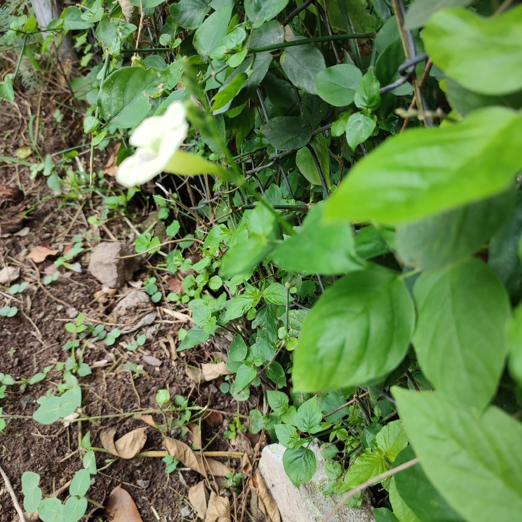 Asian Coromandel from Saint Peter, MS on July 9, 2022 at 09:51 AM by ...