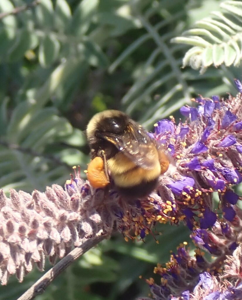Yellow-banded Bumble Bee in July 2022 by Angus Mossman. Foraging on ...
