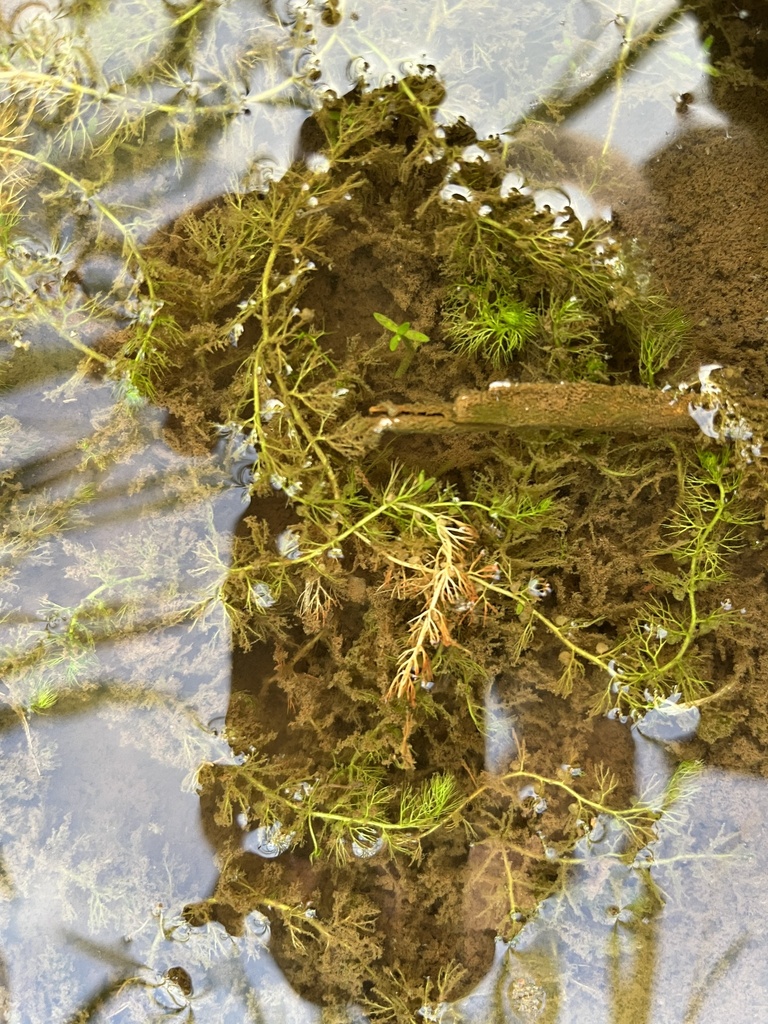 Yellow bladderwort in July 2022 by 何小花 · iNaturalist