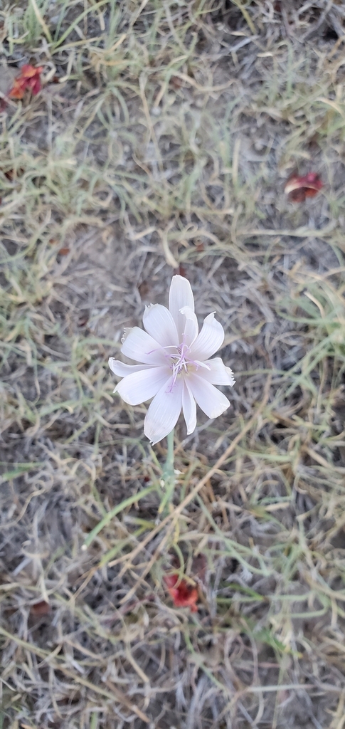 Texas Skeleton Plant from Wimberley, TX, USA on July 08, 2022 at 08:26 ...