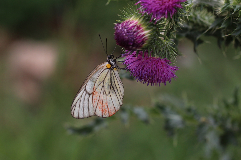 Aporia hippia from 中国山西省大同市浑源县 on July 9, 2022 at 12:45 AM by michael ...