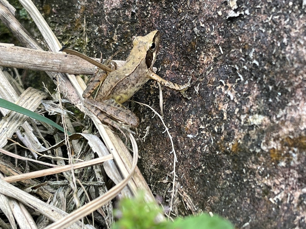 Taipa Frog in July 2022 by 何小花 · iNaturalist