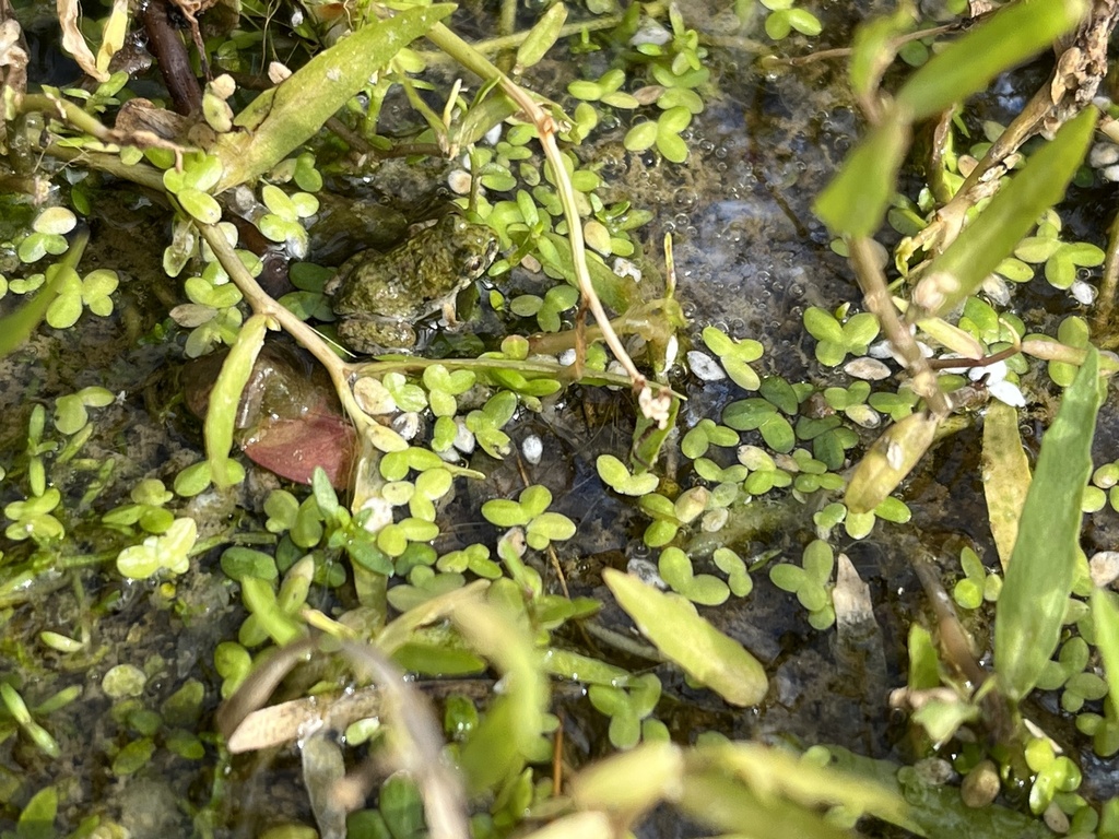 Paddy Field Frog from 石門區, TW on July 09, 2022 at 03:44 PM by 何小花 ...
