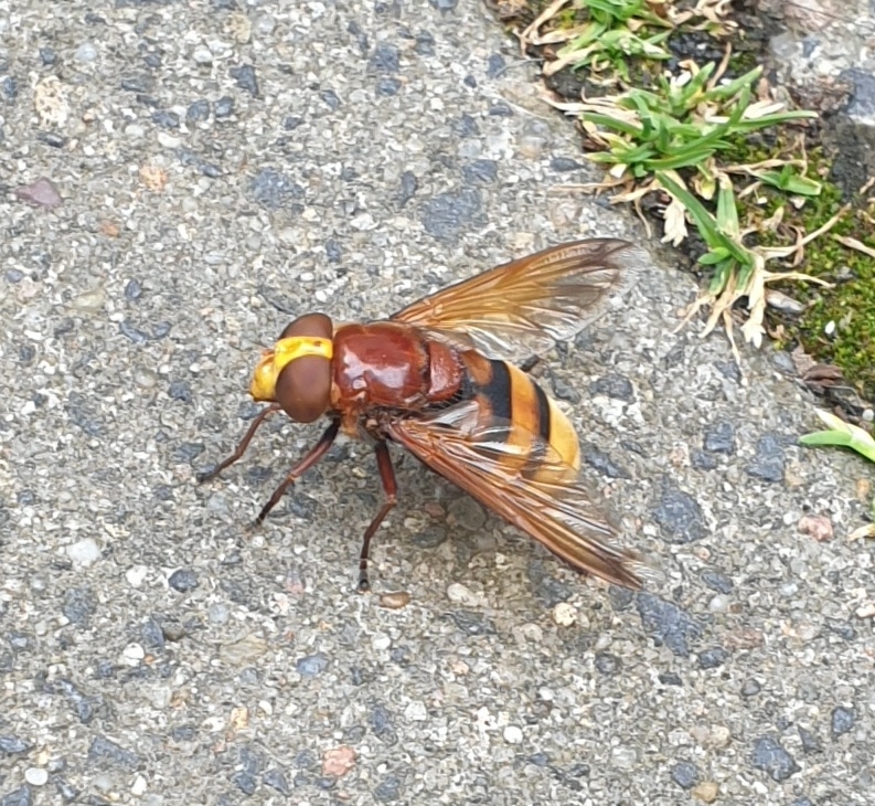 Hornet Mimic Hover Fly from 37085 Göttingen, Deutschland on July 09 ...