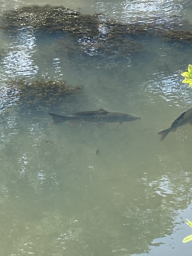 European Carp from Lakeside Dr, Larchmont, NY, US on July 09, 2022 at ...