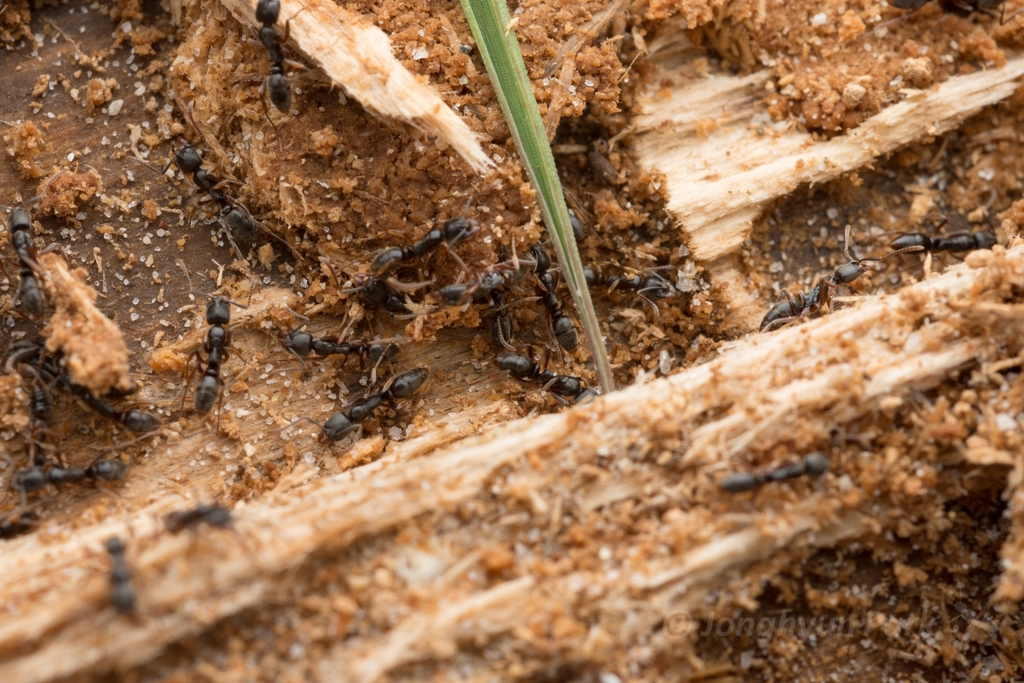 Asian Needle Ant from Gunsan-si, Jeollabuk-do, South Korea on May 04 ...