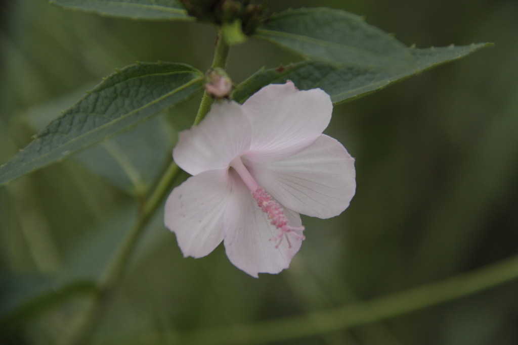 Urena repanda from Nam Nao, Nam Nao District, Phetchabun, Thailand on ...